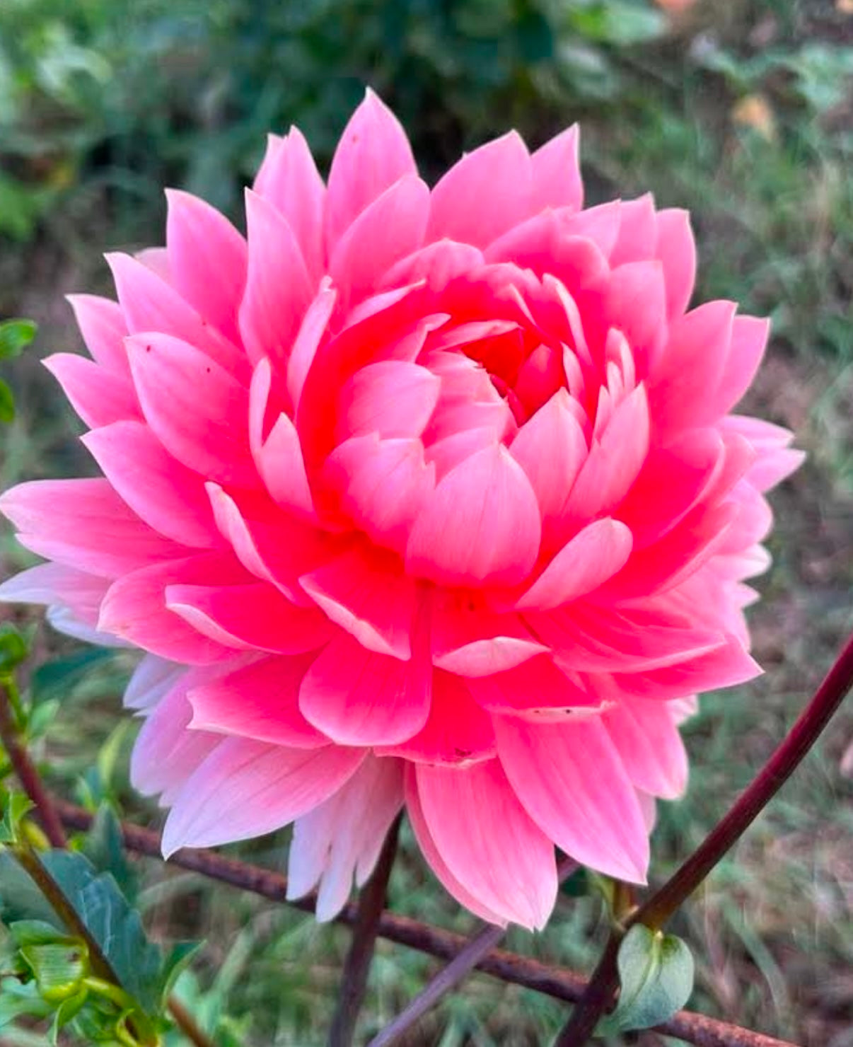 Rooted Cuttings- Sorted Alphabetically – Hillside Home Dahlias