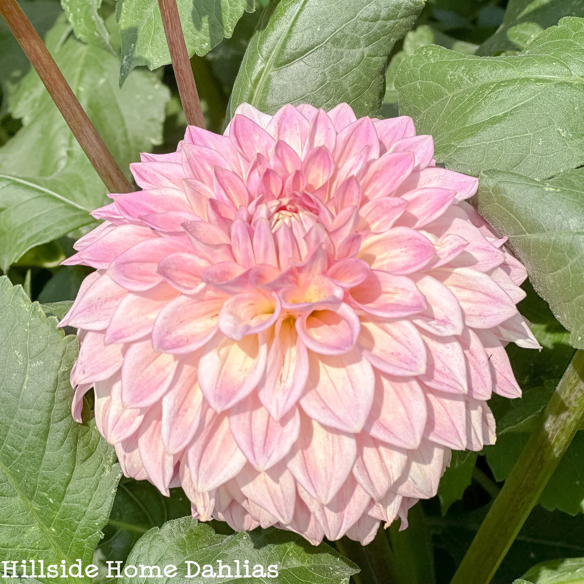 Bloomquist Alan – Hillside Home Dahlias