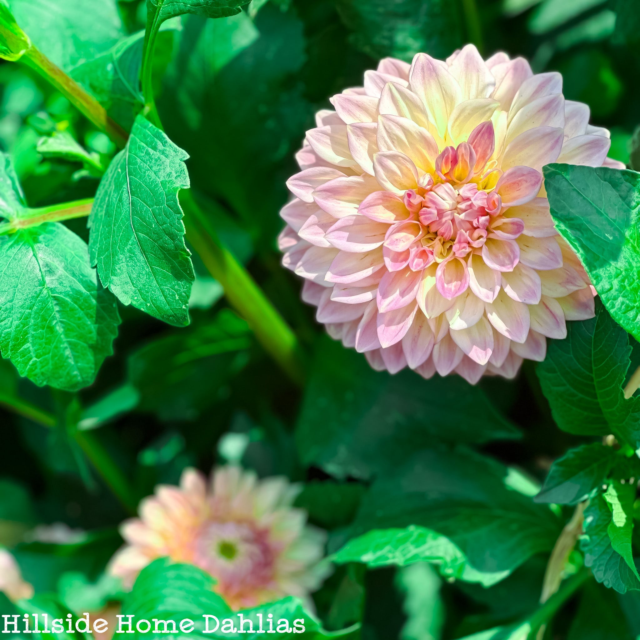 Bloomquist Alan – Hillside Home Dahlias
