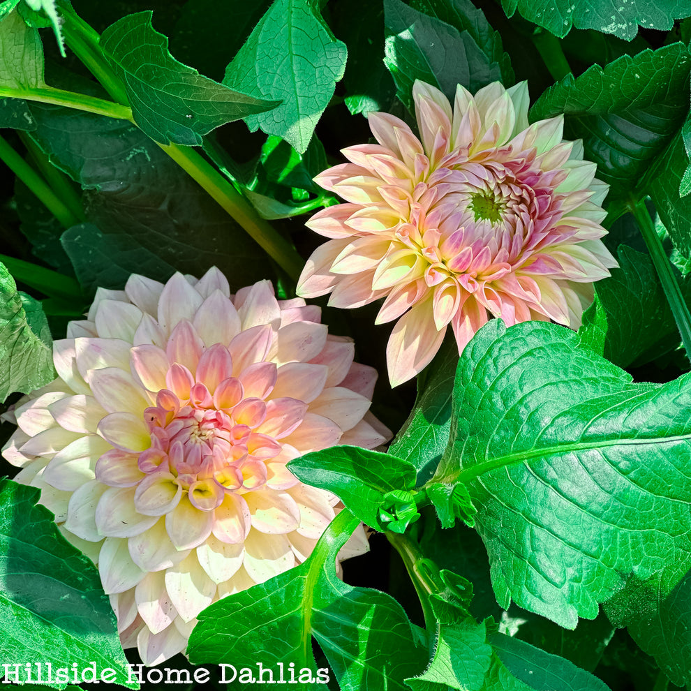 Bloomquist Alan – Hillside Home Dahlias