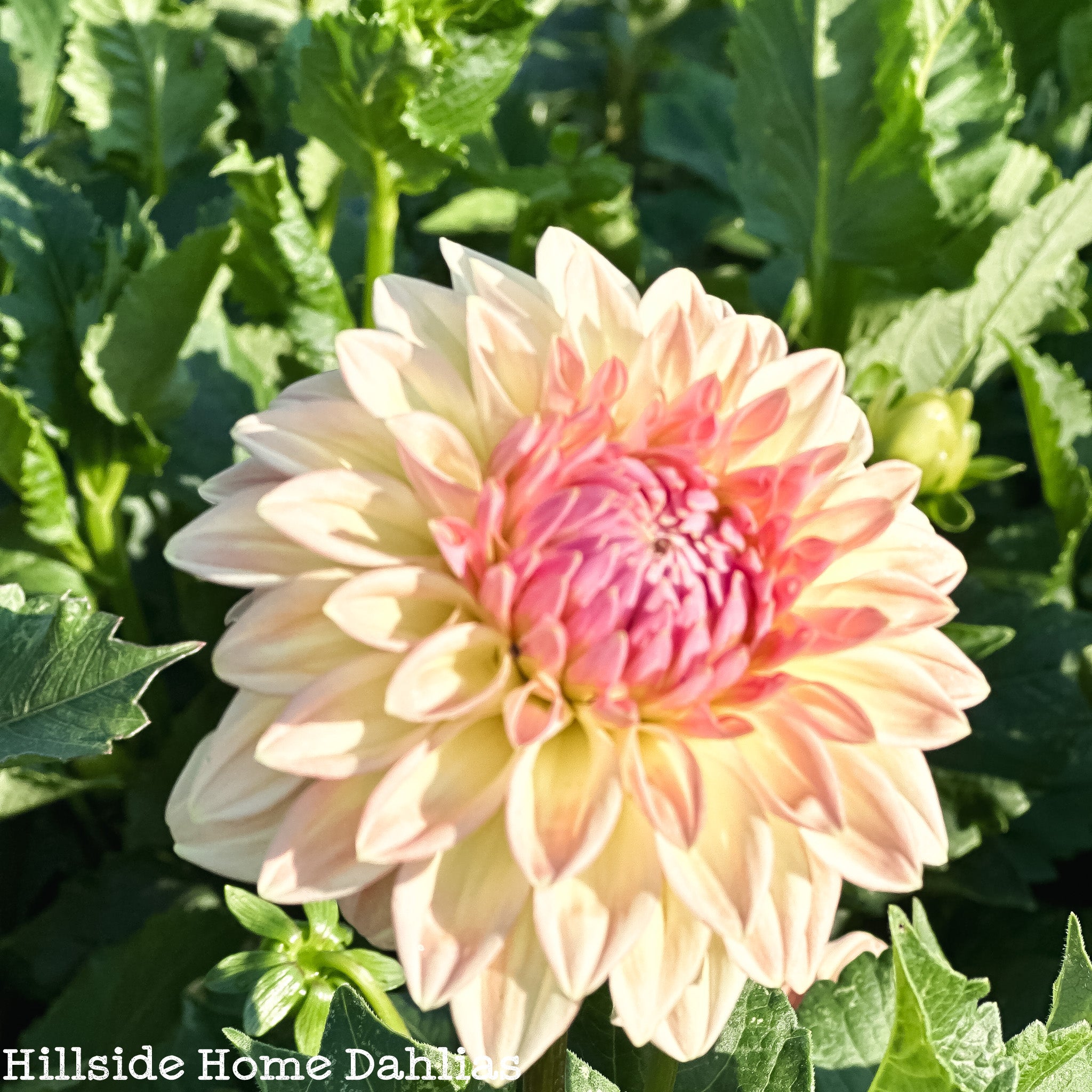 Bloomquist Alan – Hillside Home Dahlias