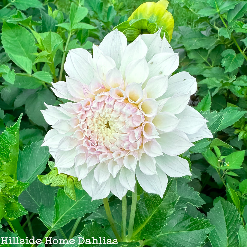KA's Bella Luna – Hillside Home Dahlias