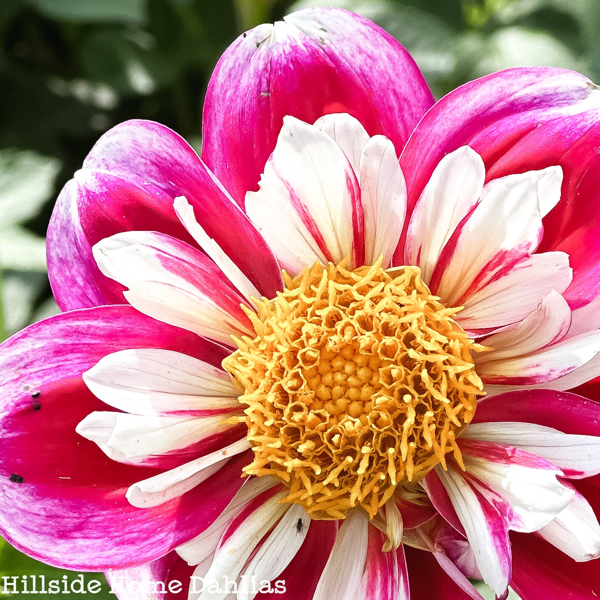 Bumble Rumble – Hillside Home Dahlias