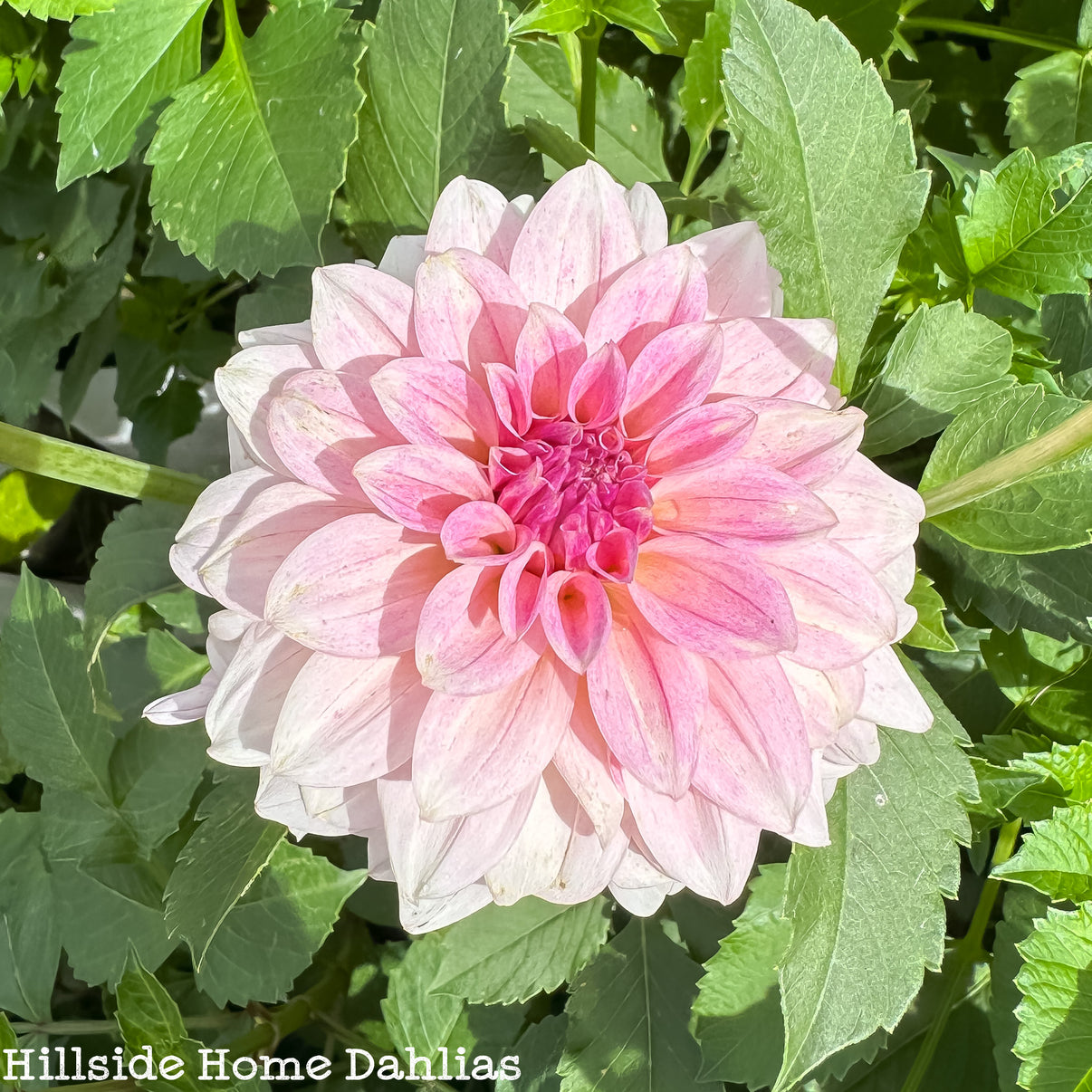KA's™️ Mocha Jake Tuber – Hillside Home Dahlias