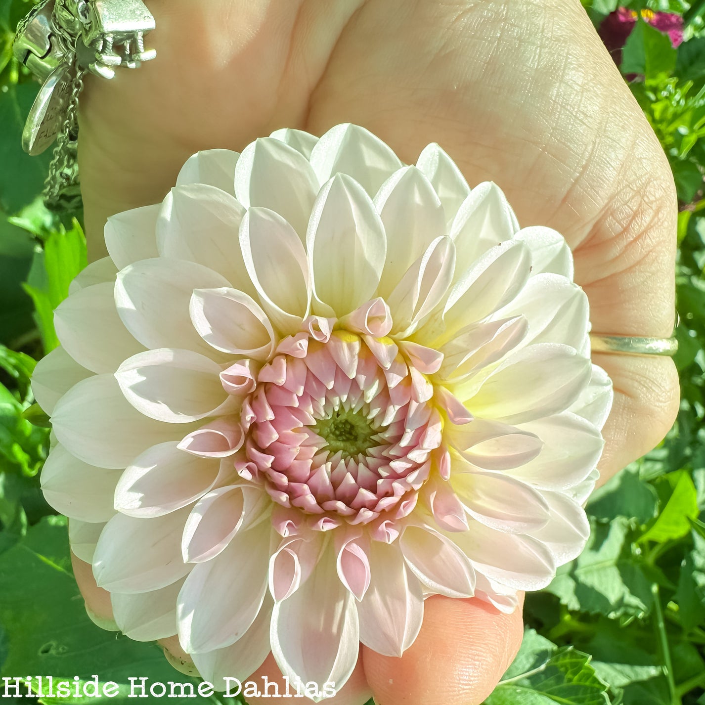 Bloomquist Tory P. – Hillside Home Dahlias
