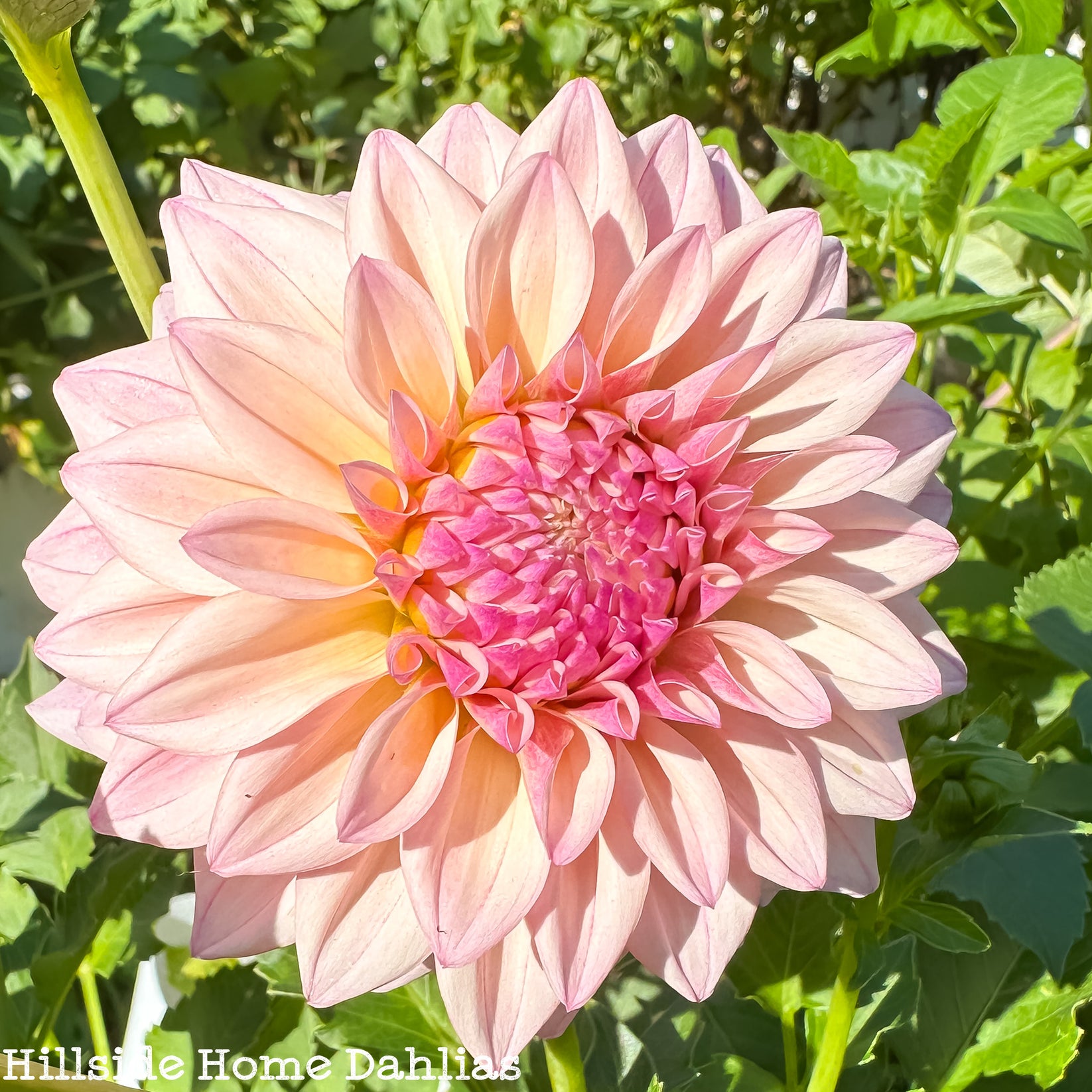 KA's Mocha Jake – Hillside Home Dahlias