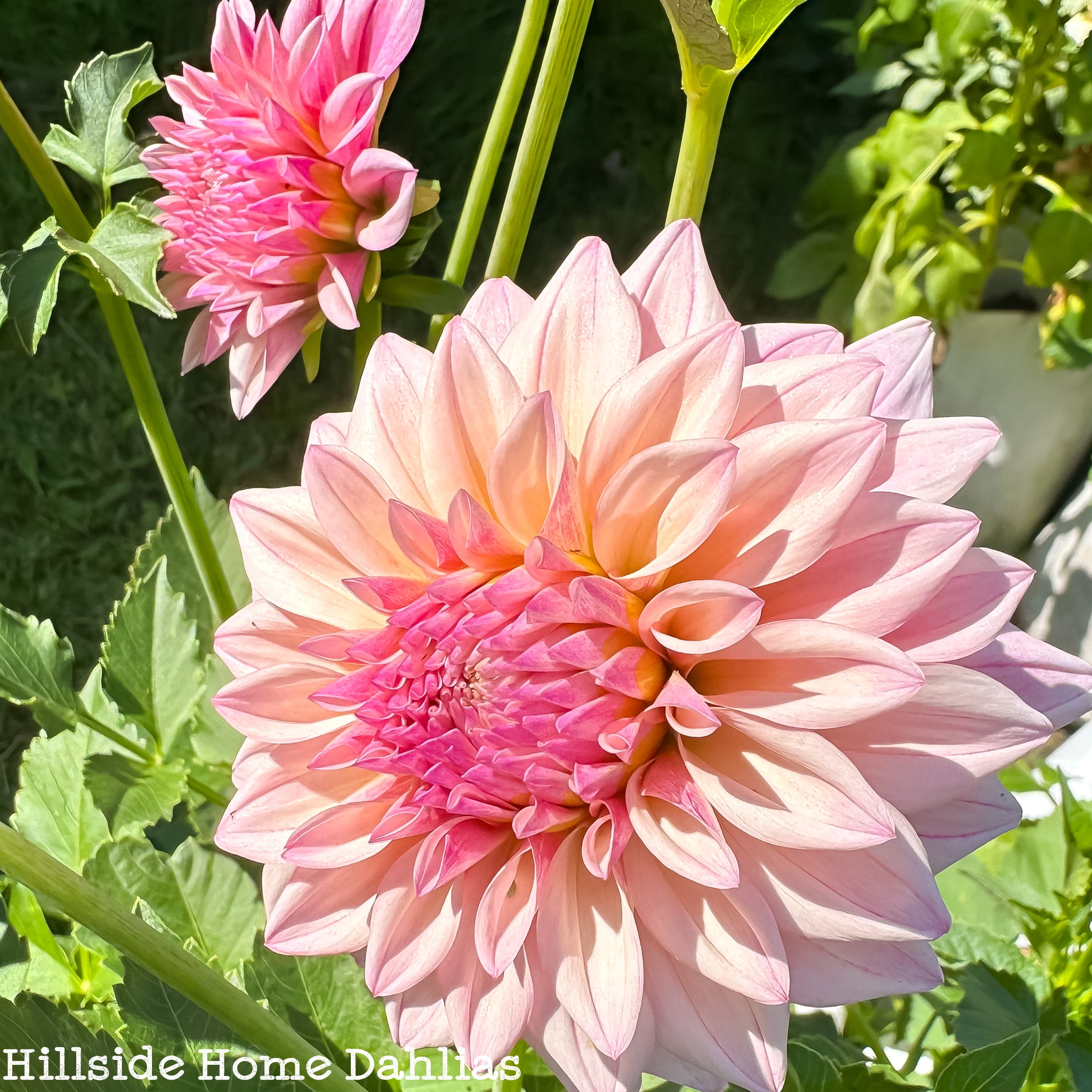 KA's™️ Mocha Jake Tuber – Hillside Home Dahlias