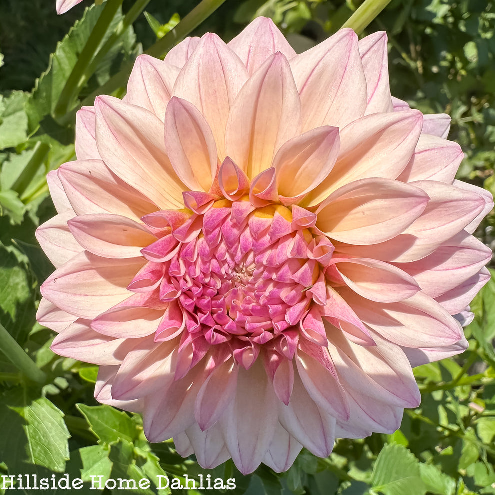 KA's™️ Mocha Jake Tuber – Hillside Home Dahlias