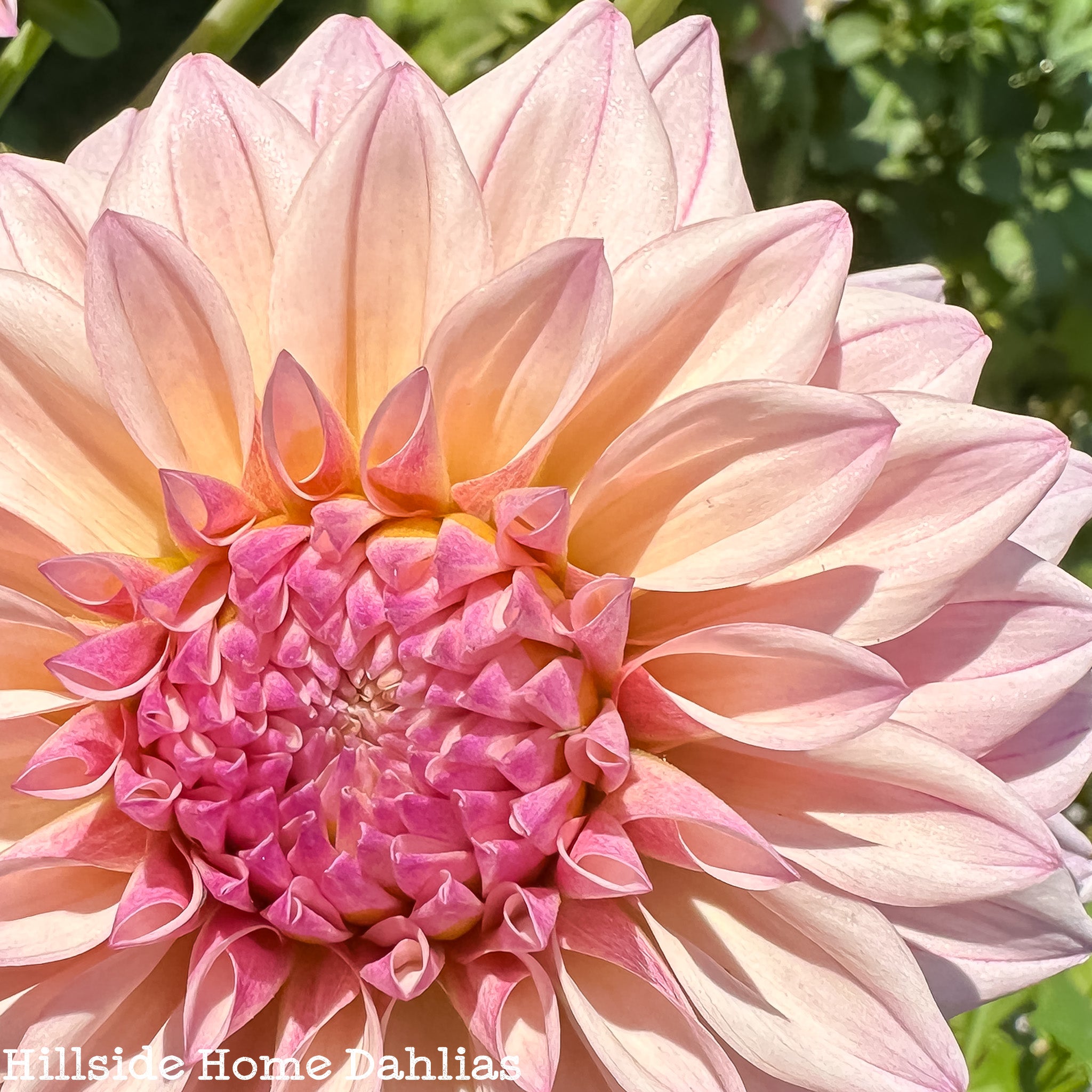 KA's™️ Mocha Jake Tuber – Hillside Home Dahlias