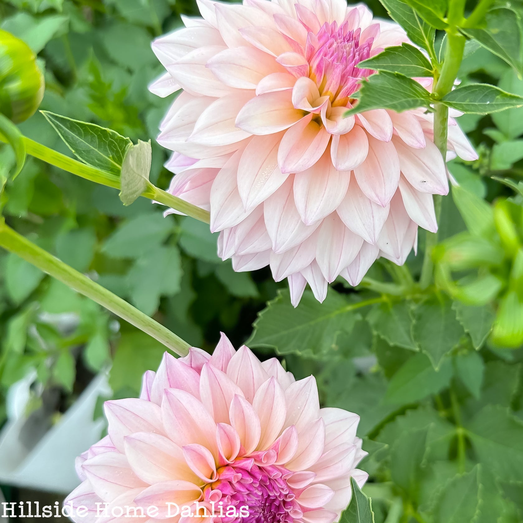 KA's™️ Mocha Jake Tuber – Hillside Home Dahlias