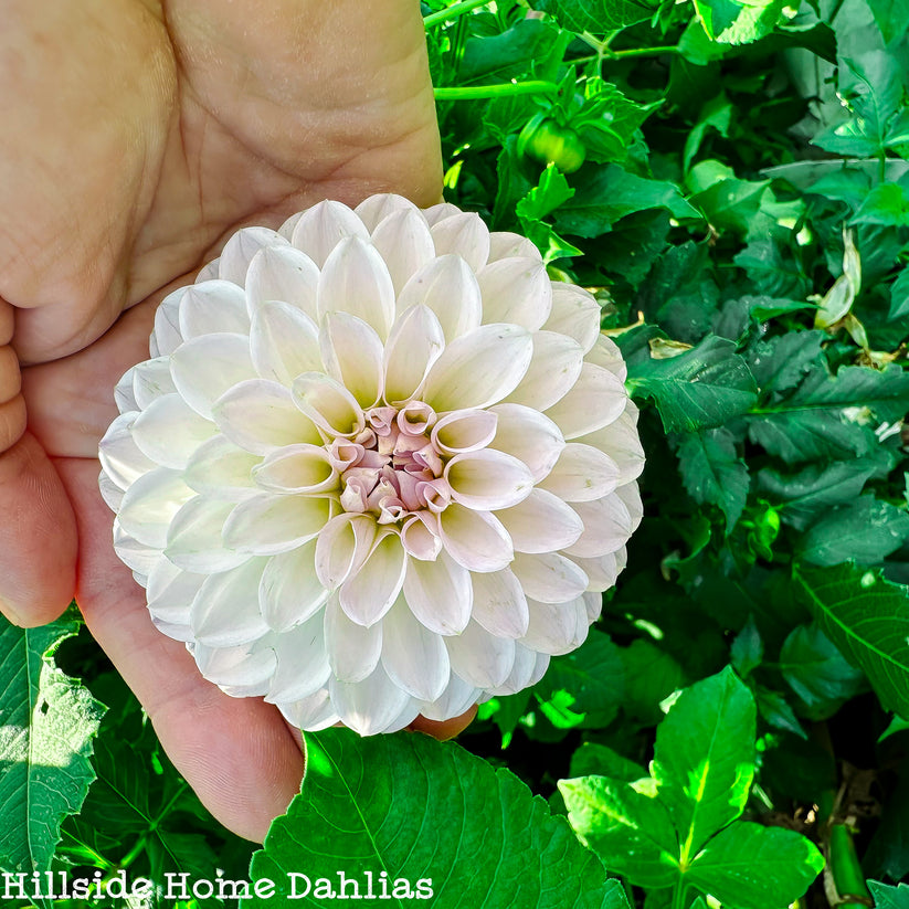 Bloomquist Tory P. Tuber – Hillside Home Dahlias