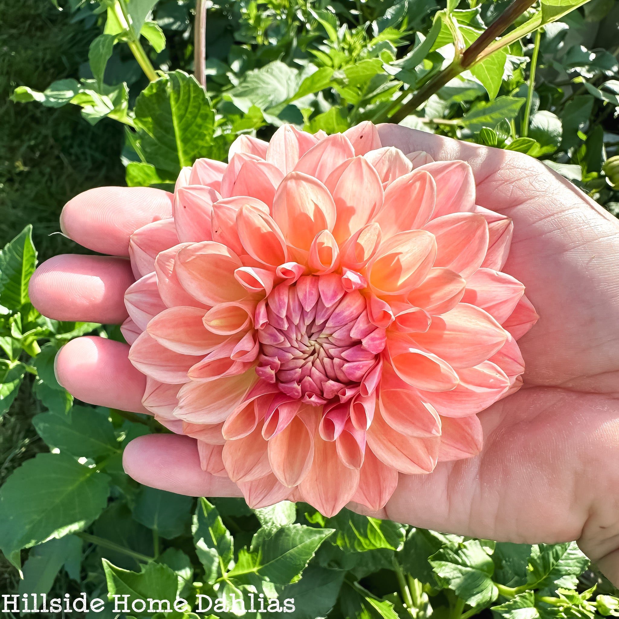 Bloomquist Alan – Hillside Home Dahlias