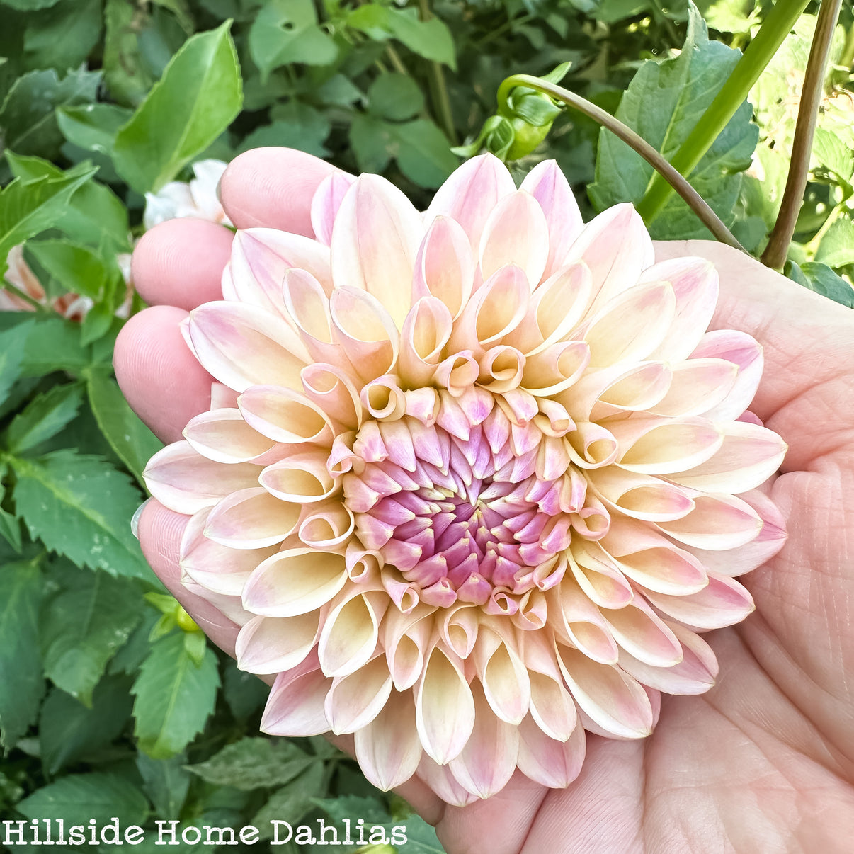 Bloomquist Alan – Hillside Home Dahlias