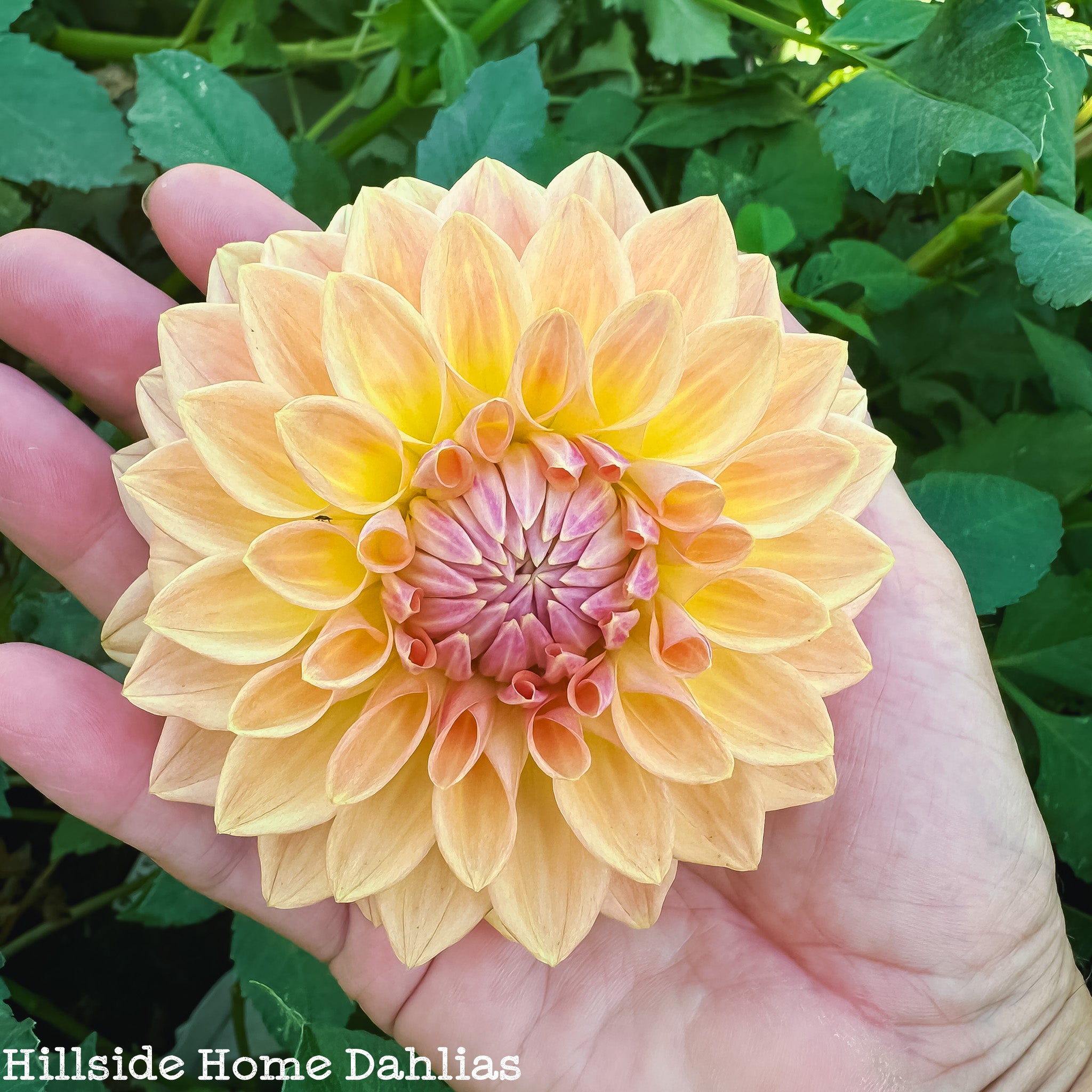 Hillside Home Dahlias