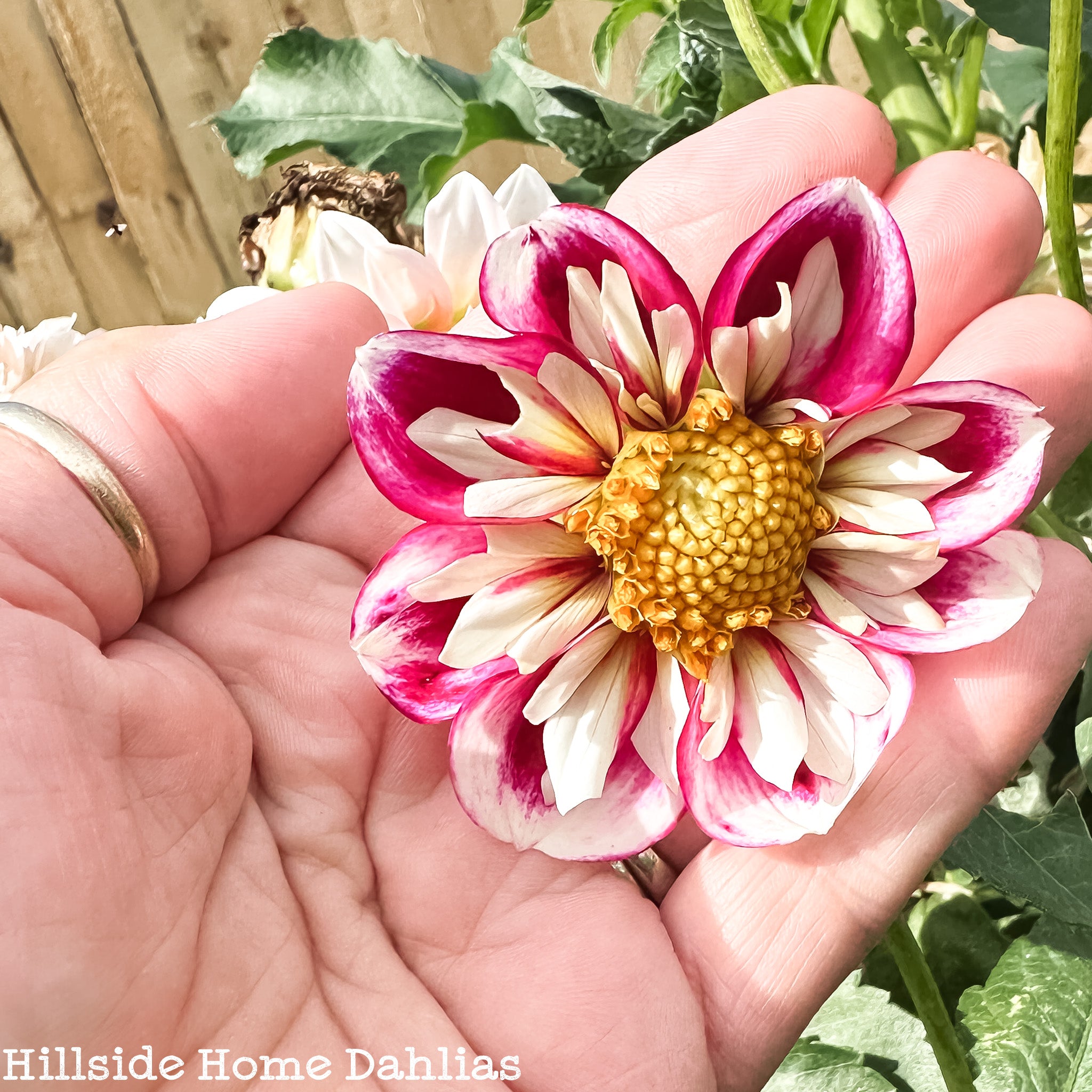 Bumble Rumble – Hillside Home Dahlias
