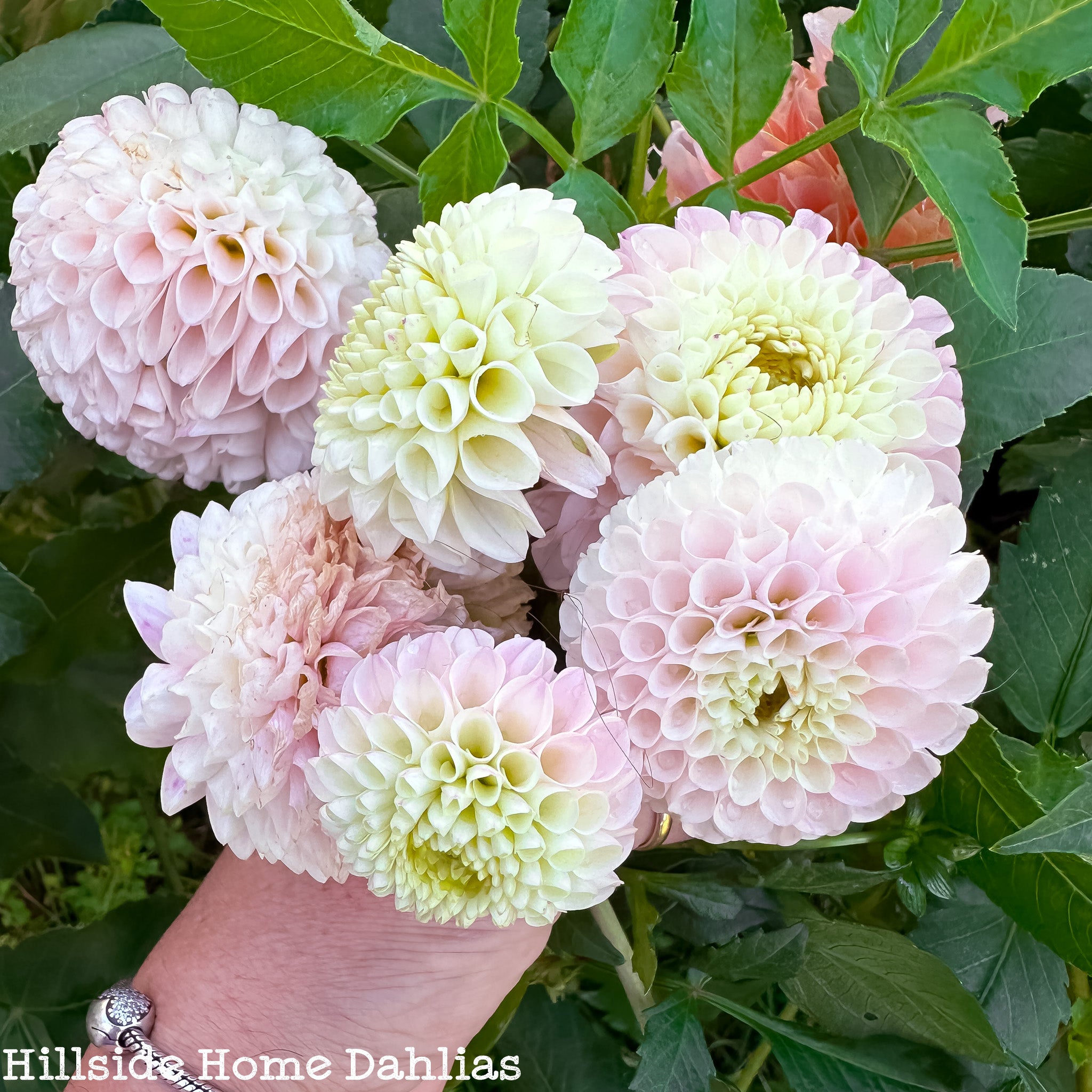 Camano Zoe – Hillside Home Dahlias