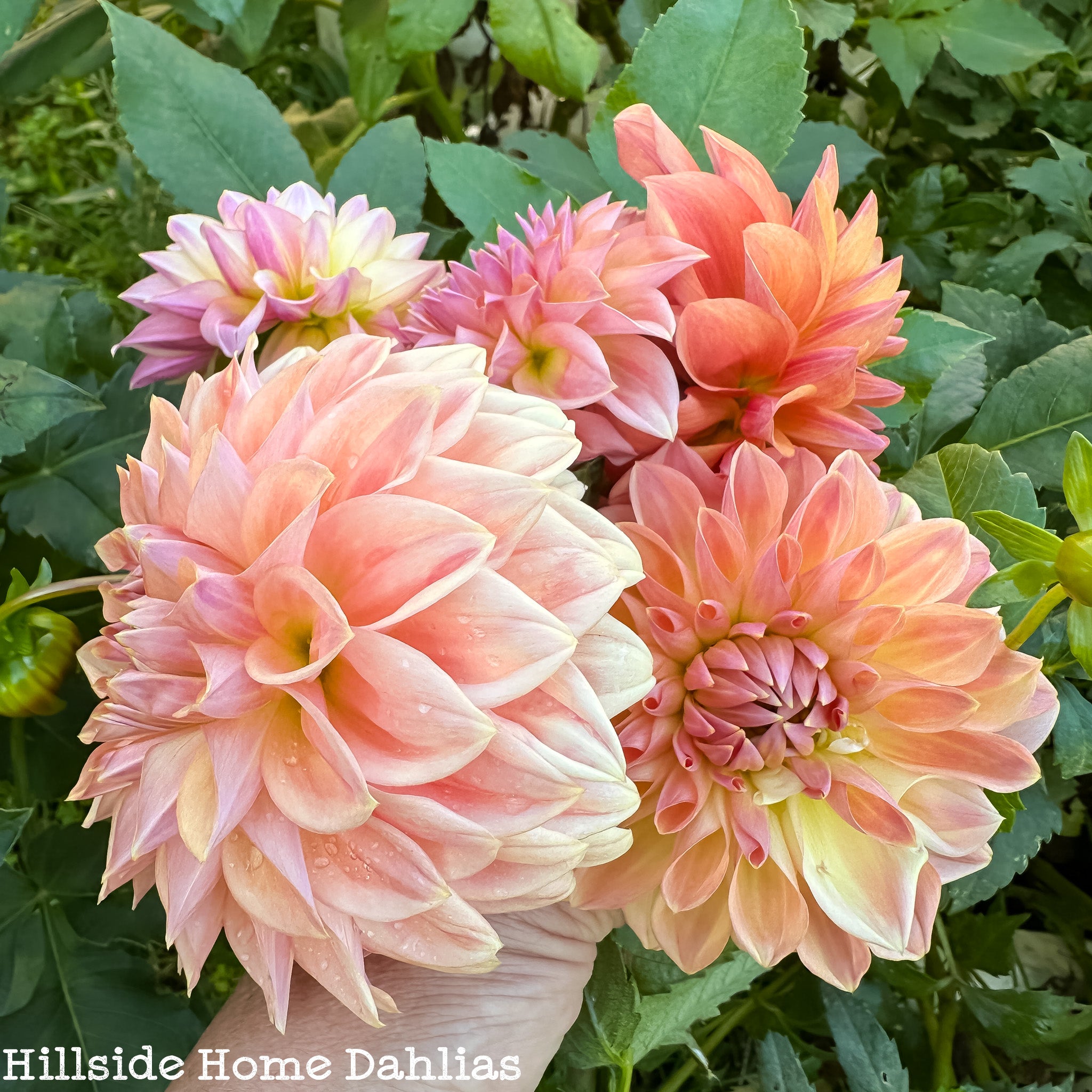 Bloomquist Alan Tuber – Hillside Home Dahlias