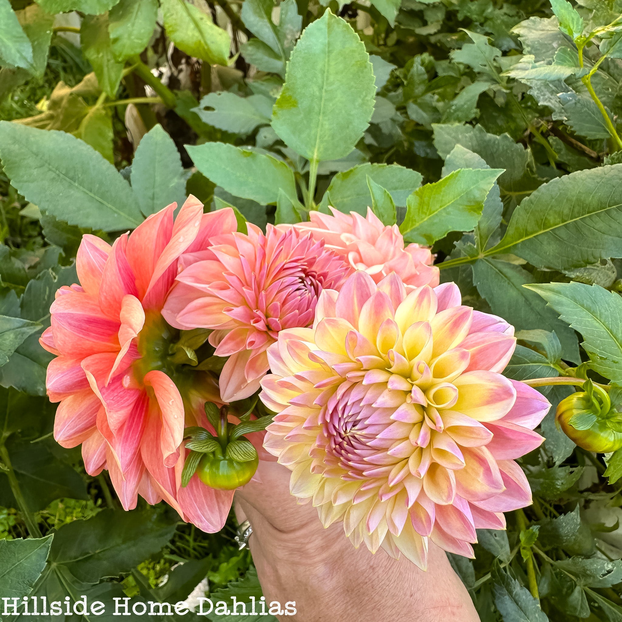 Bloomquist Alan Tuber – Hillside Home Dahlias