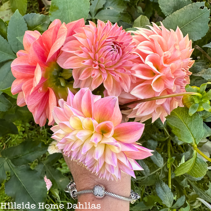 Bloomquist Alan Tuber – Hillside Home Dahlias