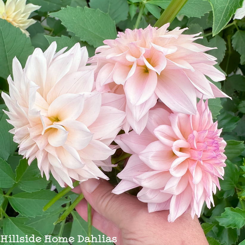 KA's™️ Mocha Jake Tuber – Hillside Home Dahlias