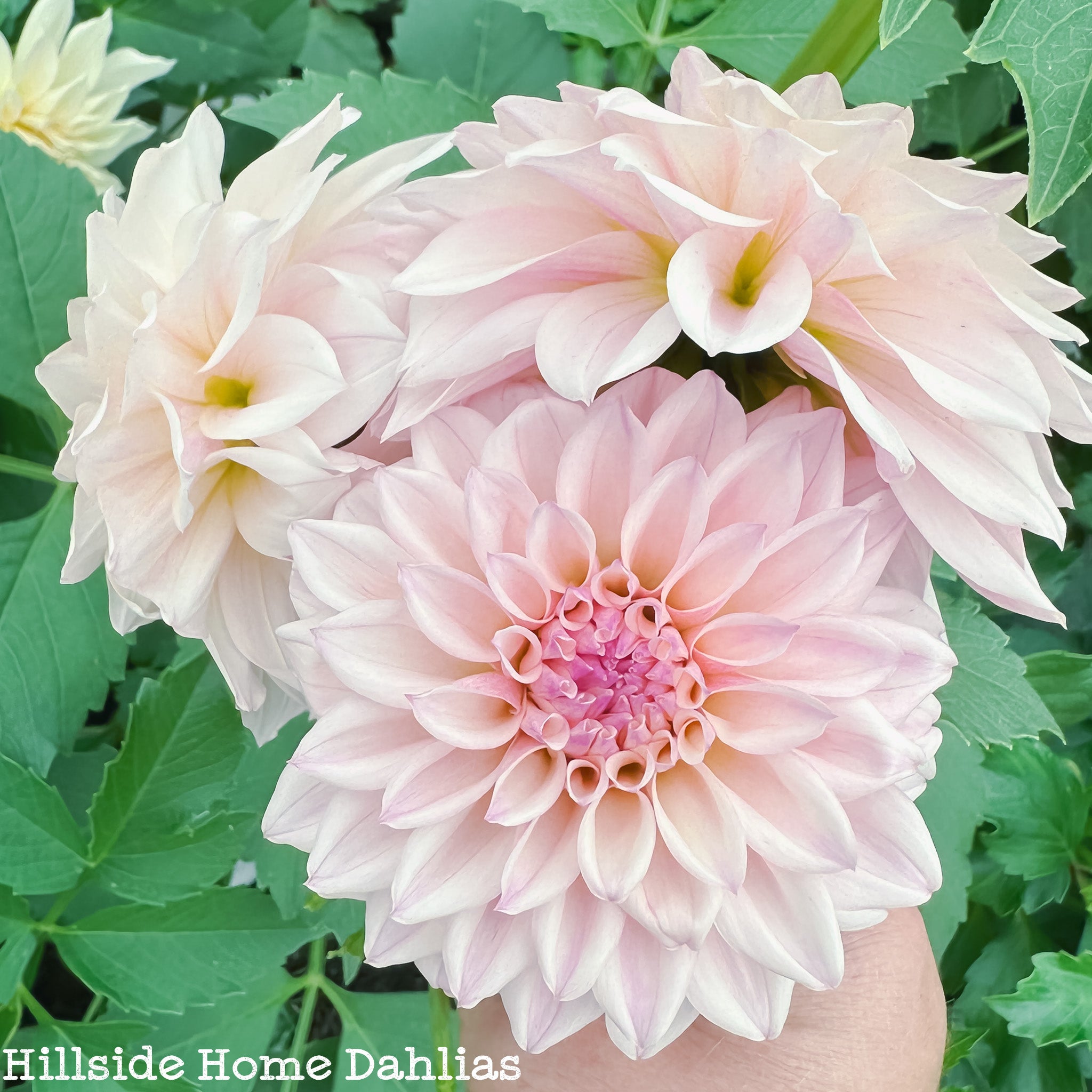 KA's™️ Mocha Jake Tuber – Hillside Home Dahlias