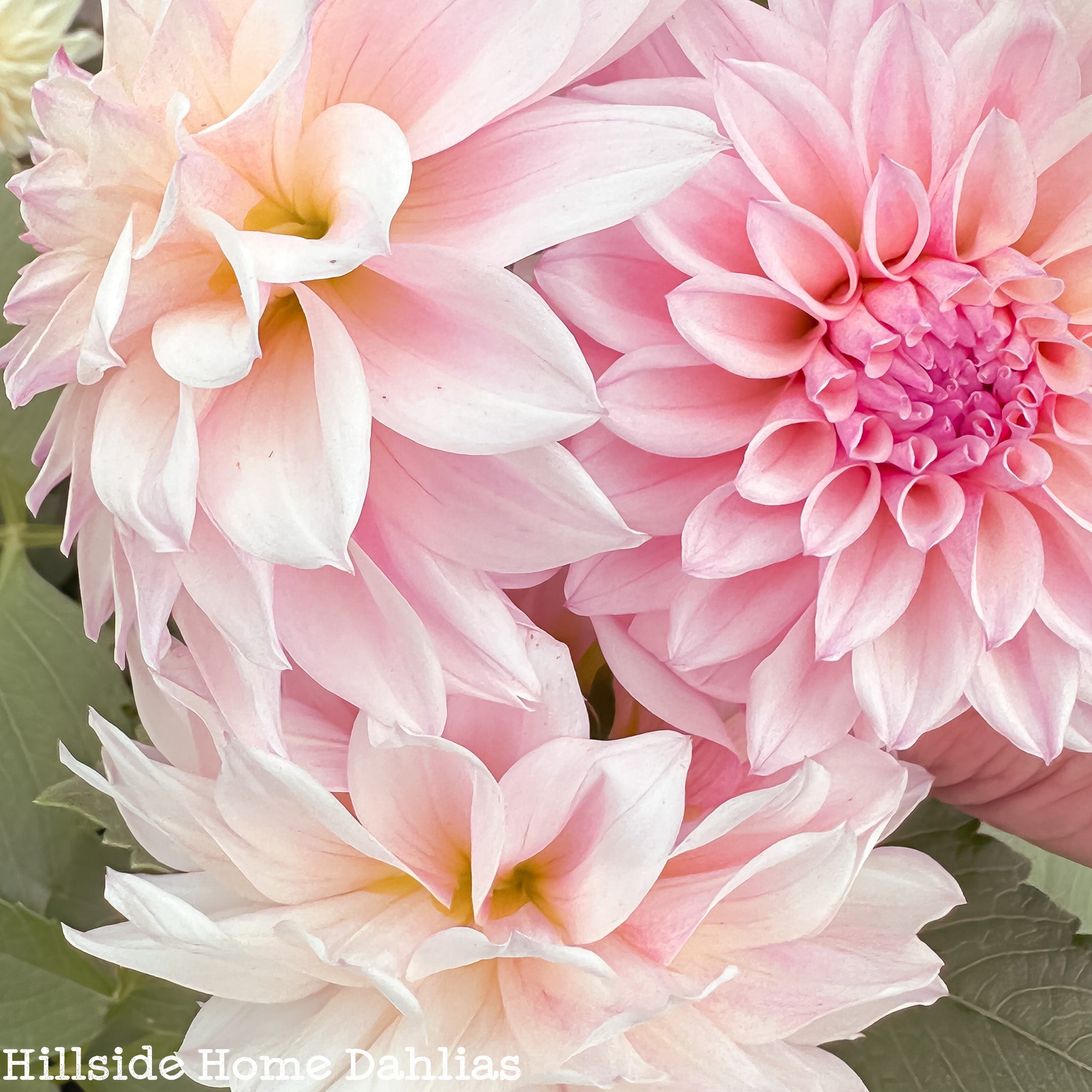 KA's Mocha Jake – Hillside Home Dahlias