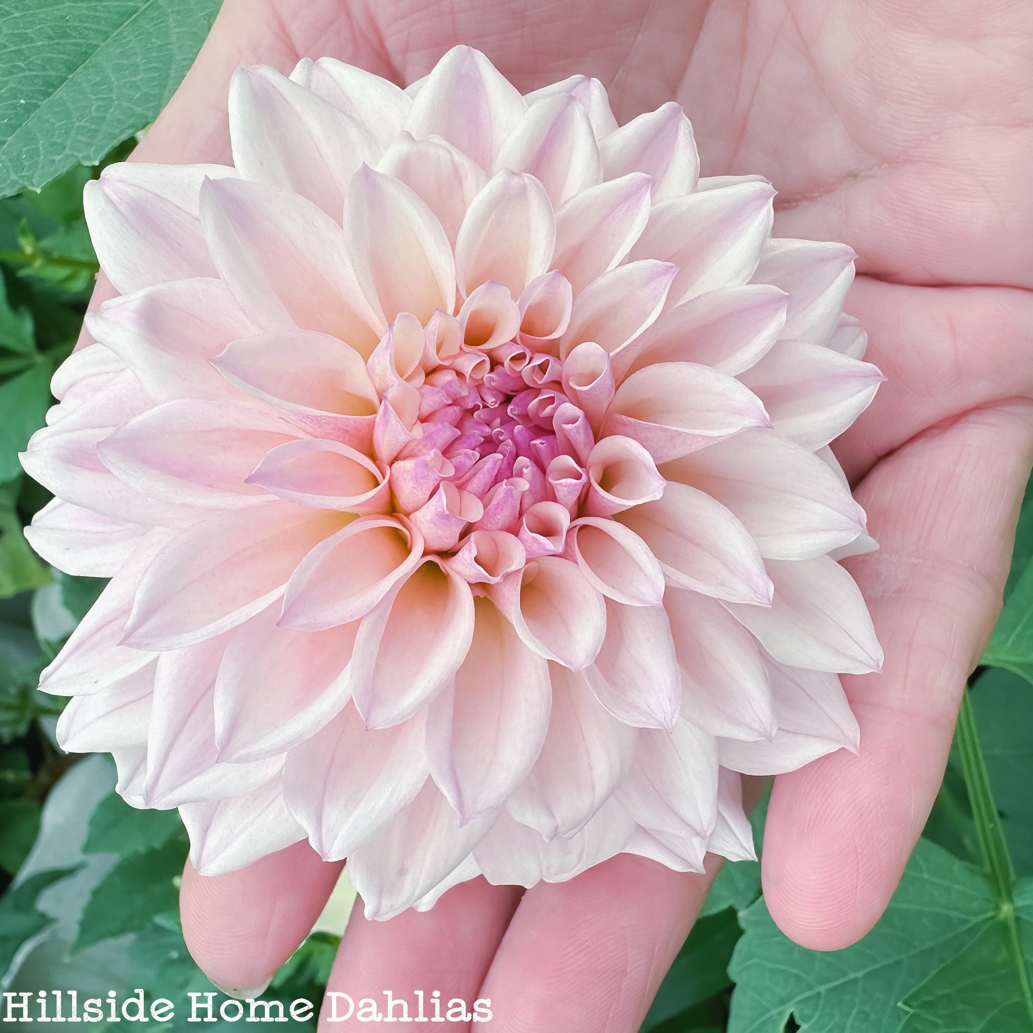 KA's™️ Mocha Jake Tuber – Hillside Home Dahlias