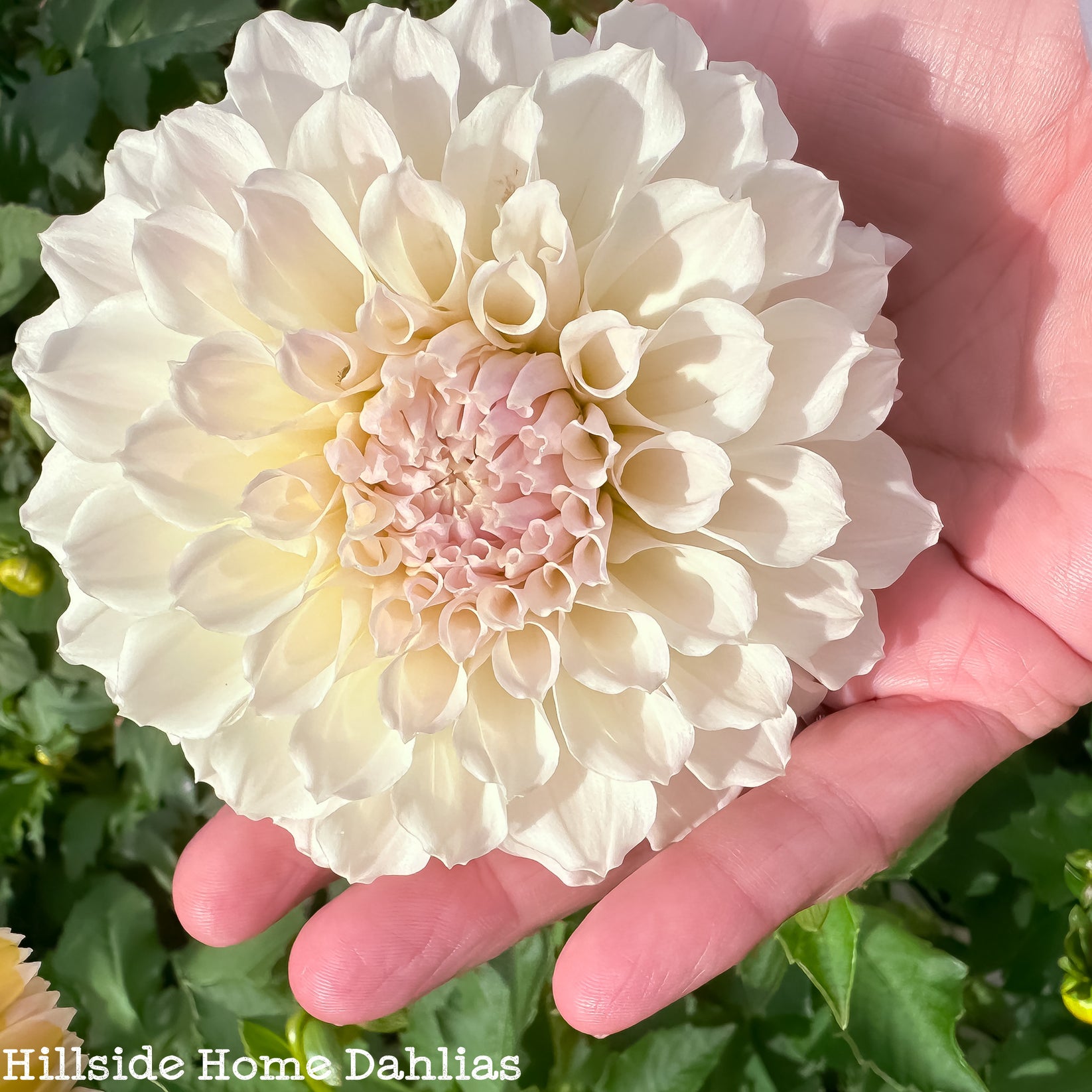 Irish Ruffles – Hillside Home Dahlias