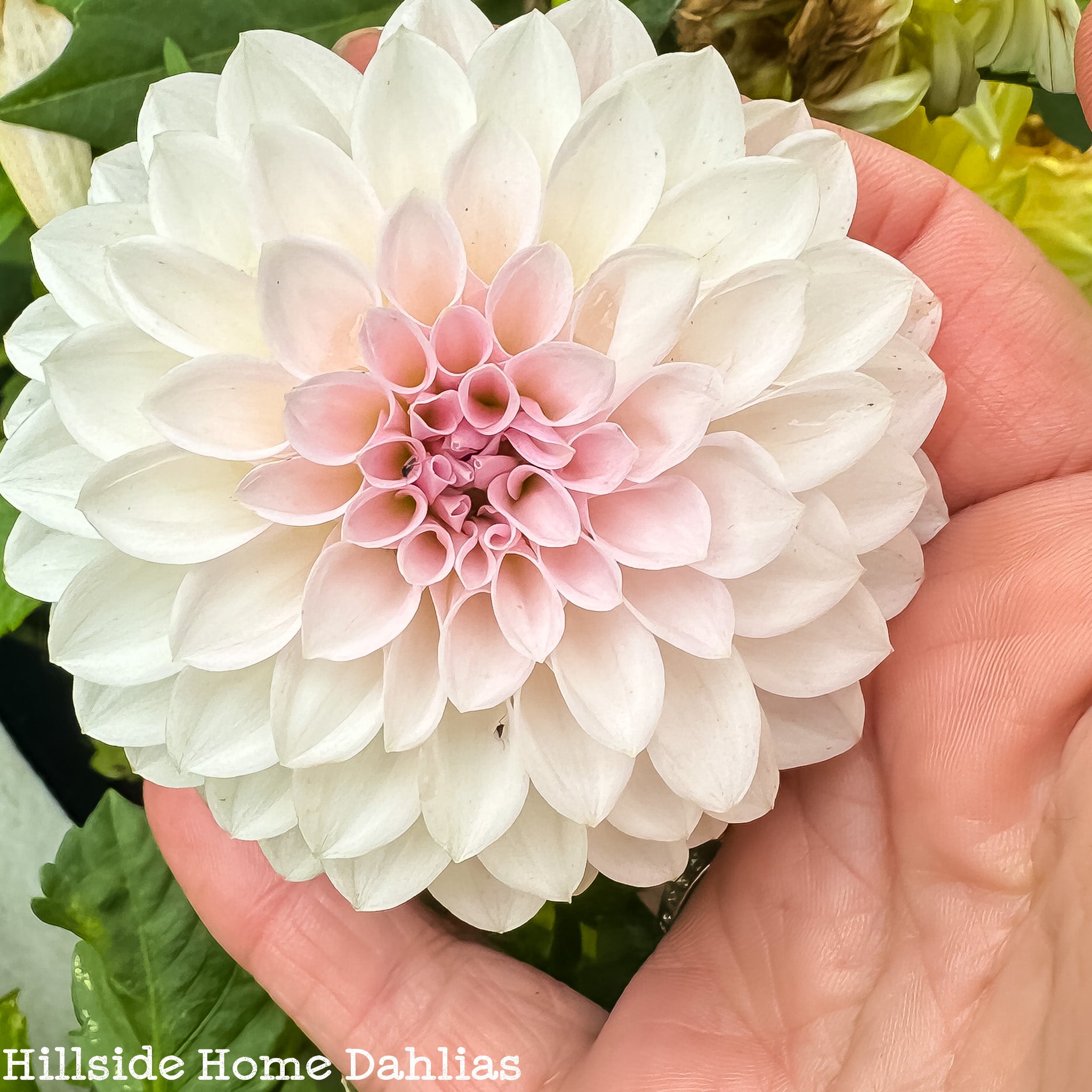 Bloomquist Tory P. – Hillside Home Dahlias
