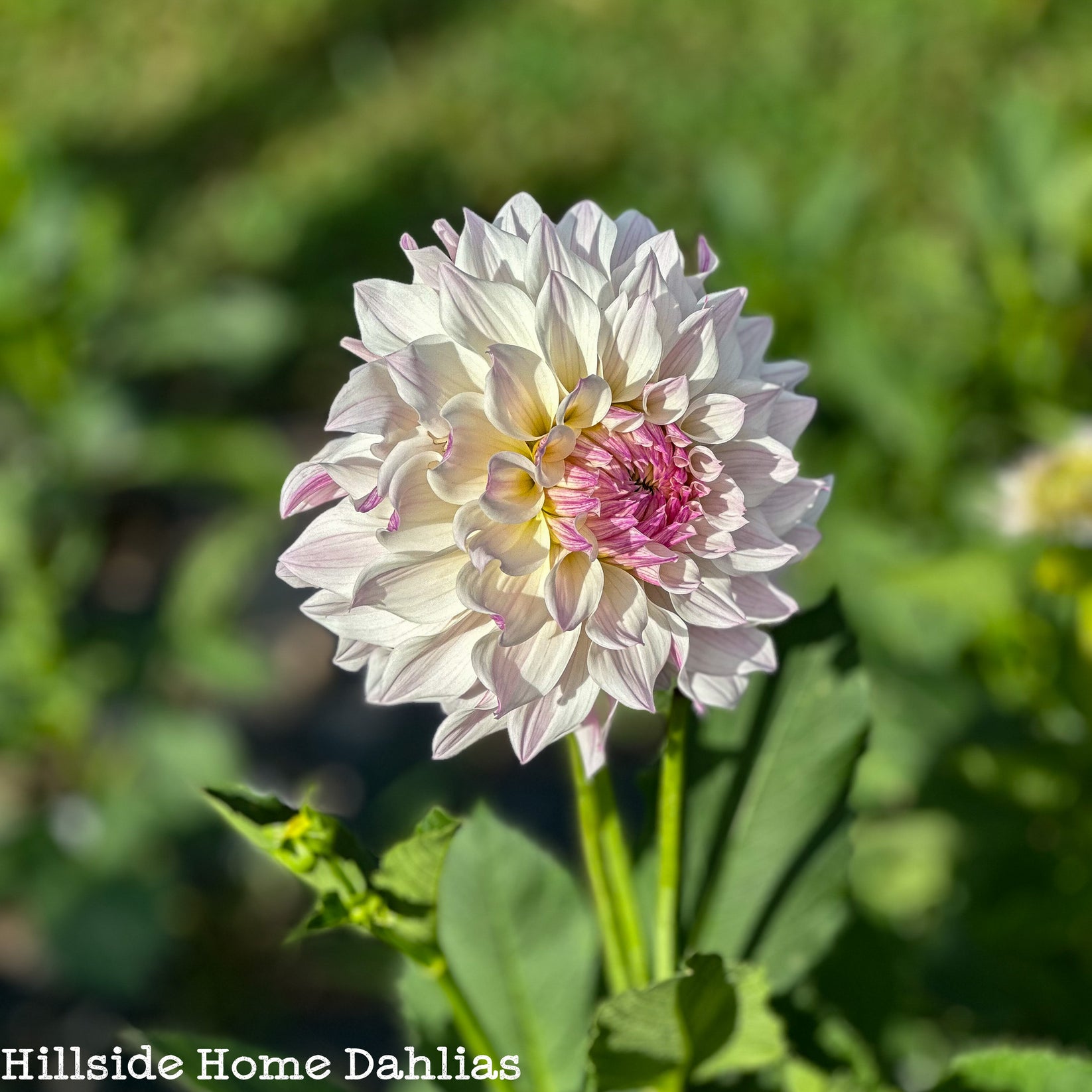 Bloomquist Compare Tuber – Hillside Home Dahlias