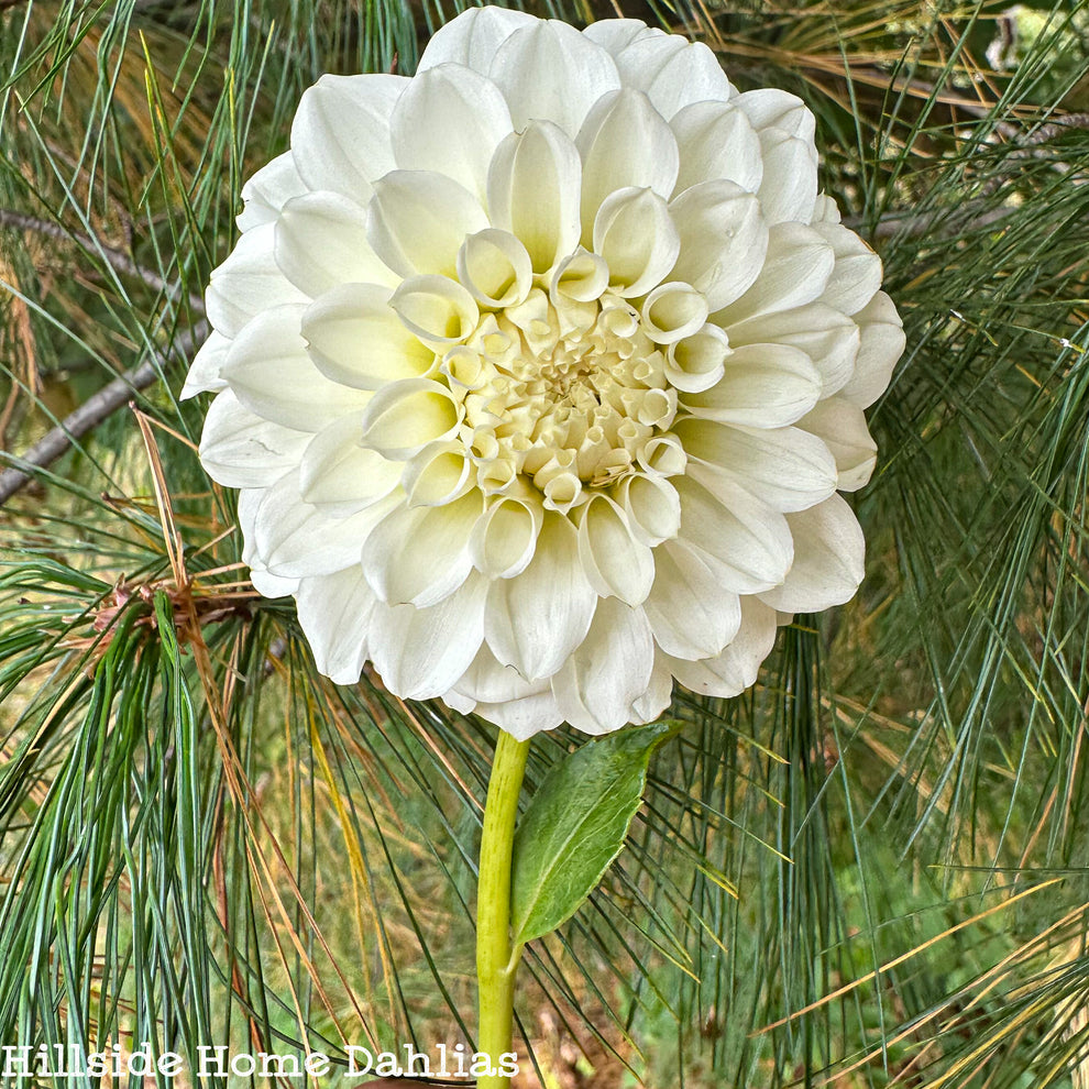 Irish Ruffles Tuber – Hillside Home Dahlias