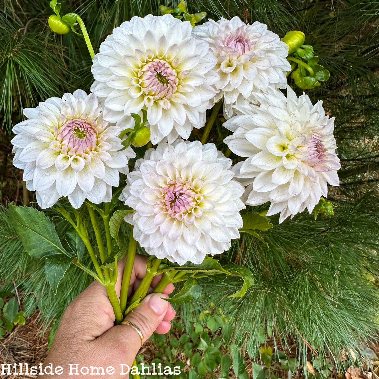 Bloomquist Tory P. Tuber – Hillside Home Dahlias