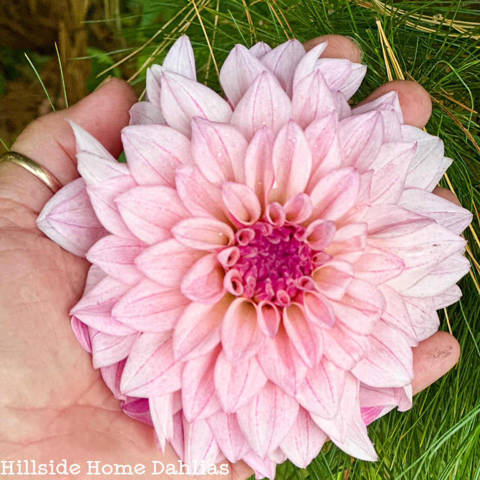 KA's™️ Mocha Jake Tuber – Hillside Home Dahlias