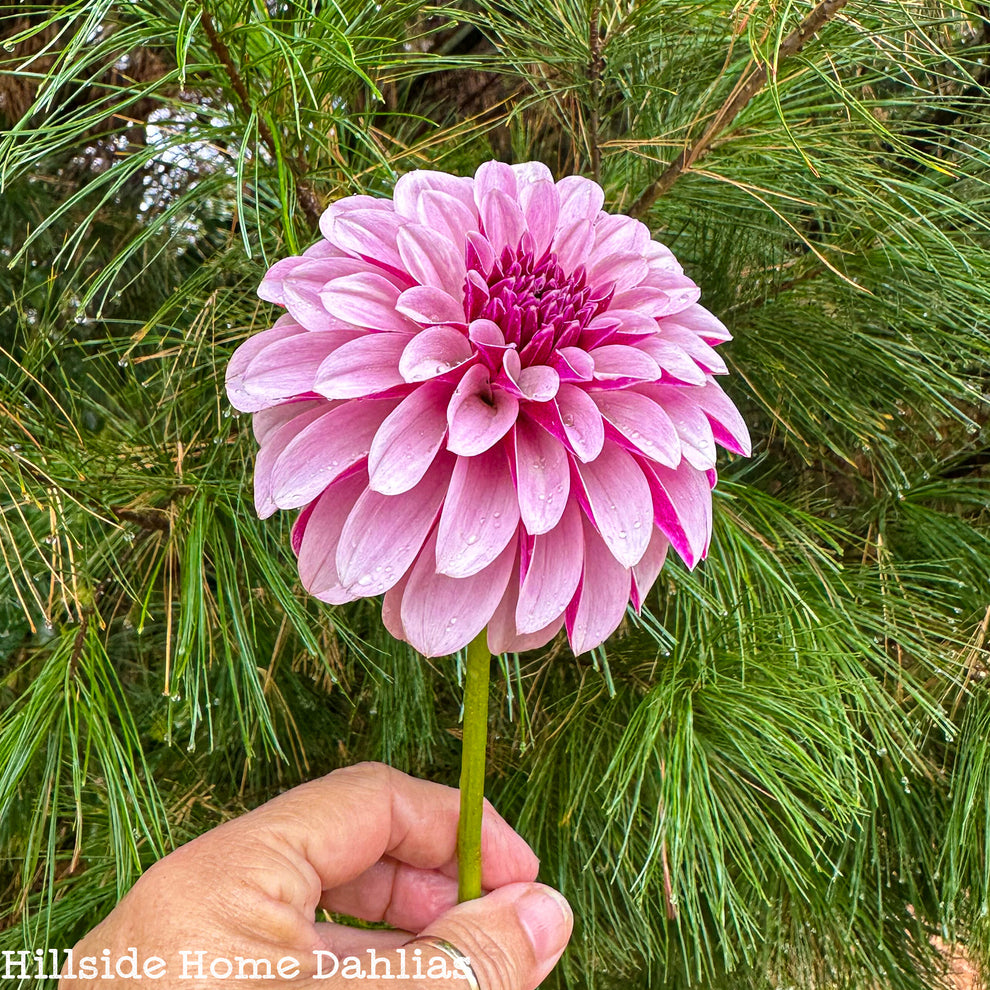 Salish Twilight Girl Tuber – Hillside Home Dahlias