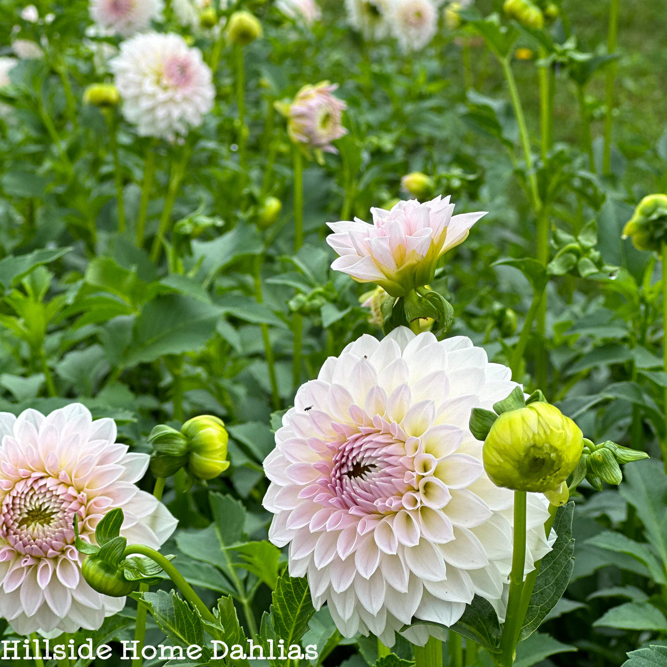 Bloomquist Tory P. Tuber – Hillside Home Dahlias