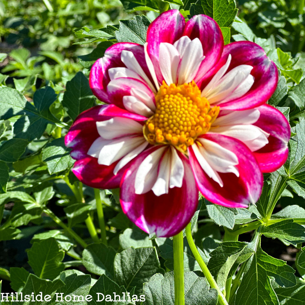 Bumble Rumble Tuber – Hillside Home Dahlias