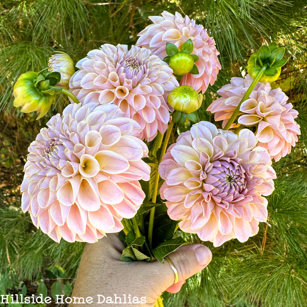 KA's™️ Cinder Rose Tuber (Limit One) – Hillside Home Dahlias