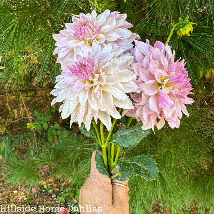Bloomquist Compare Tuber – Hillside Home Dahlias