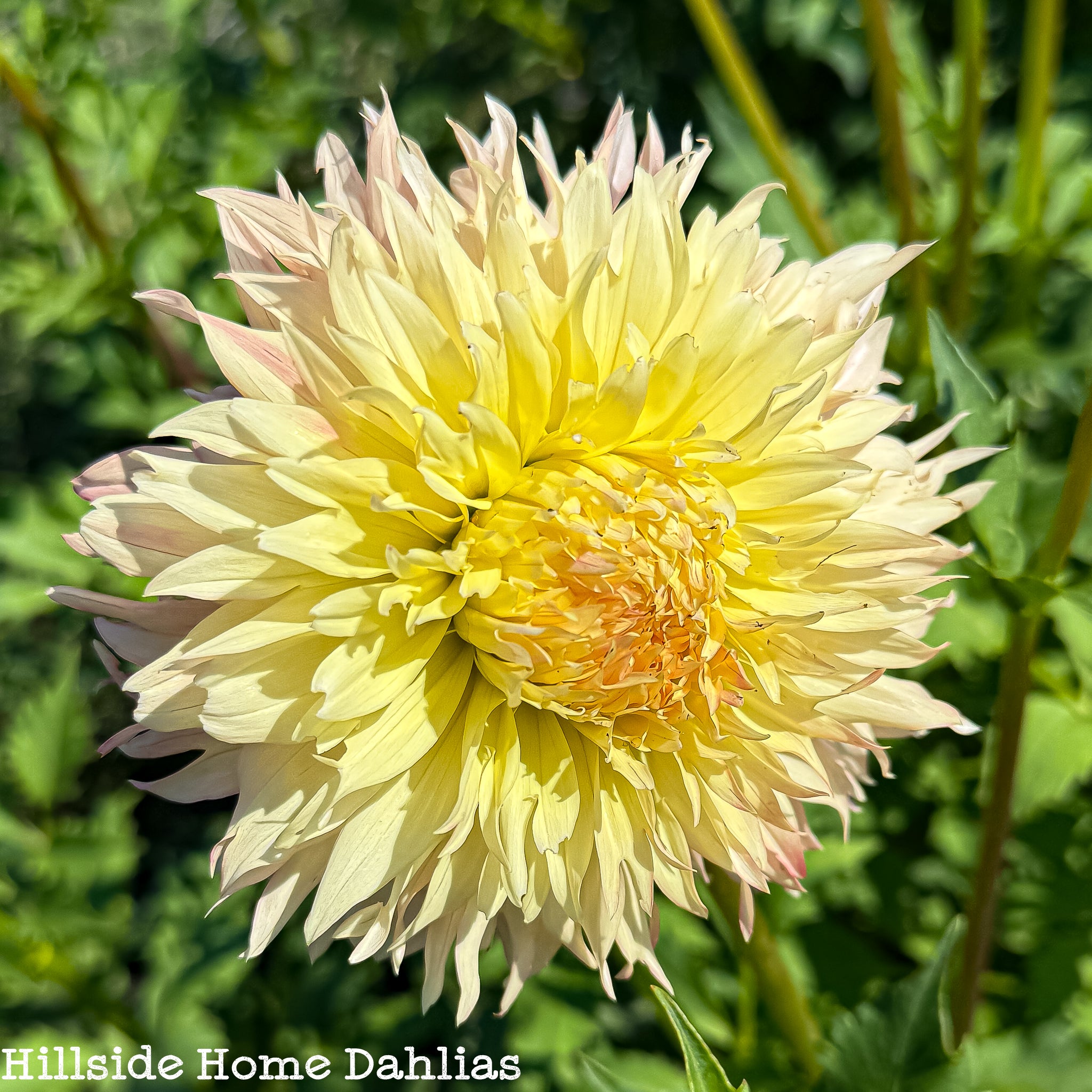 Hapet Champagne Tuber – Hillside Home Dahlias