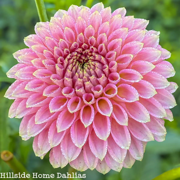 Bloomquist Pink Parfait Tuber – Hillside Home Dahlias