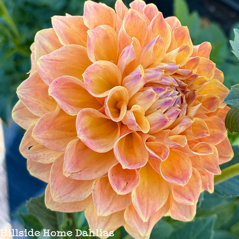 Hapet Cupido Tuber – Hillside Home Dahlias