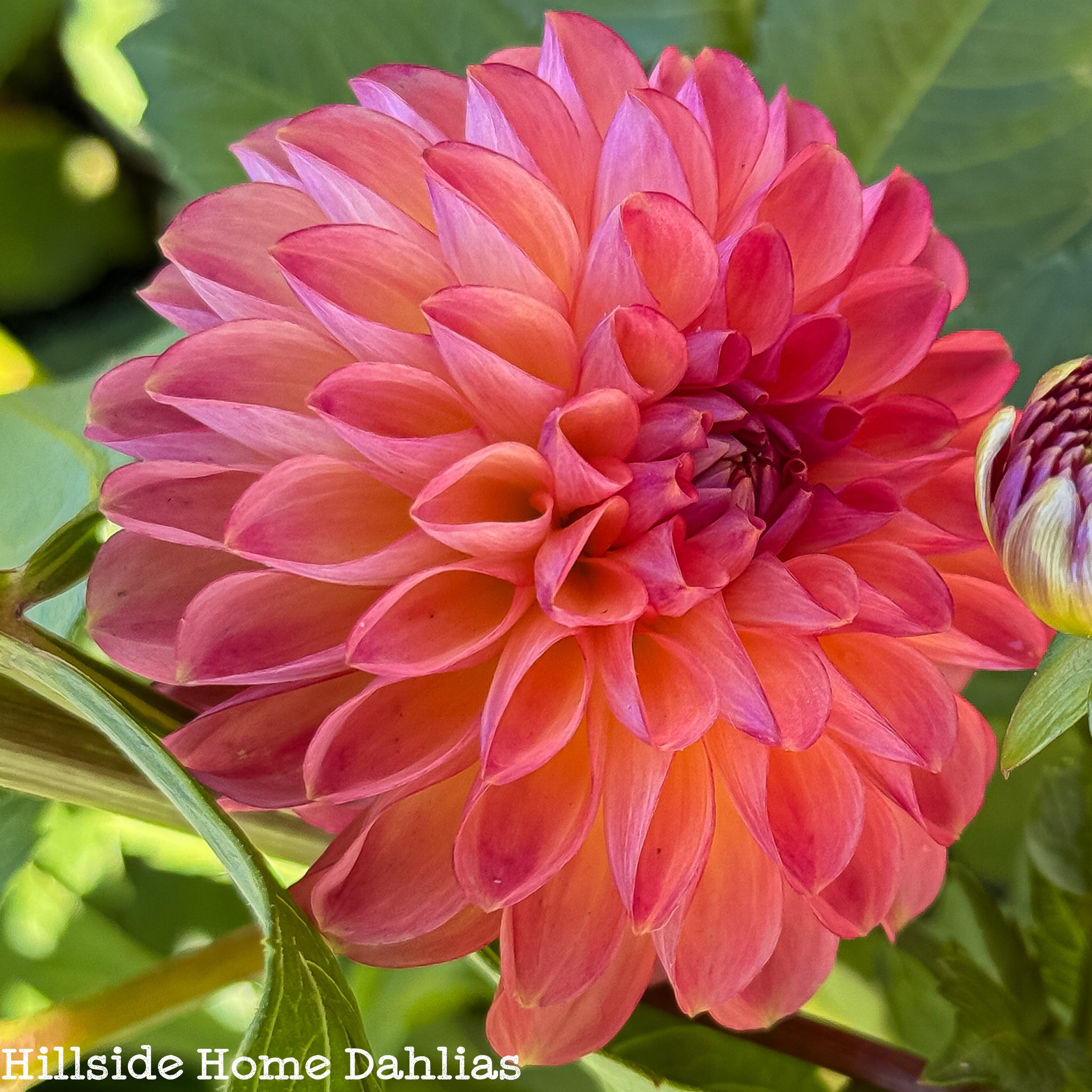 Doodle Bug Tuber – Hillside Home Dahlias