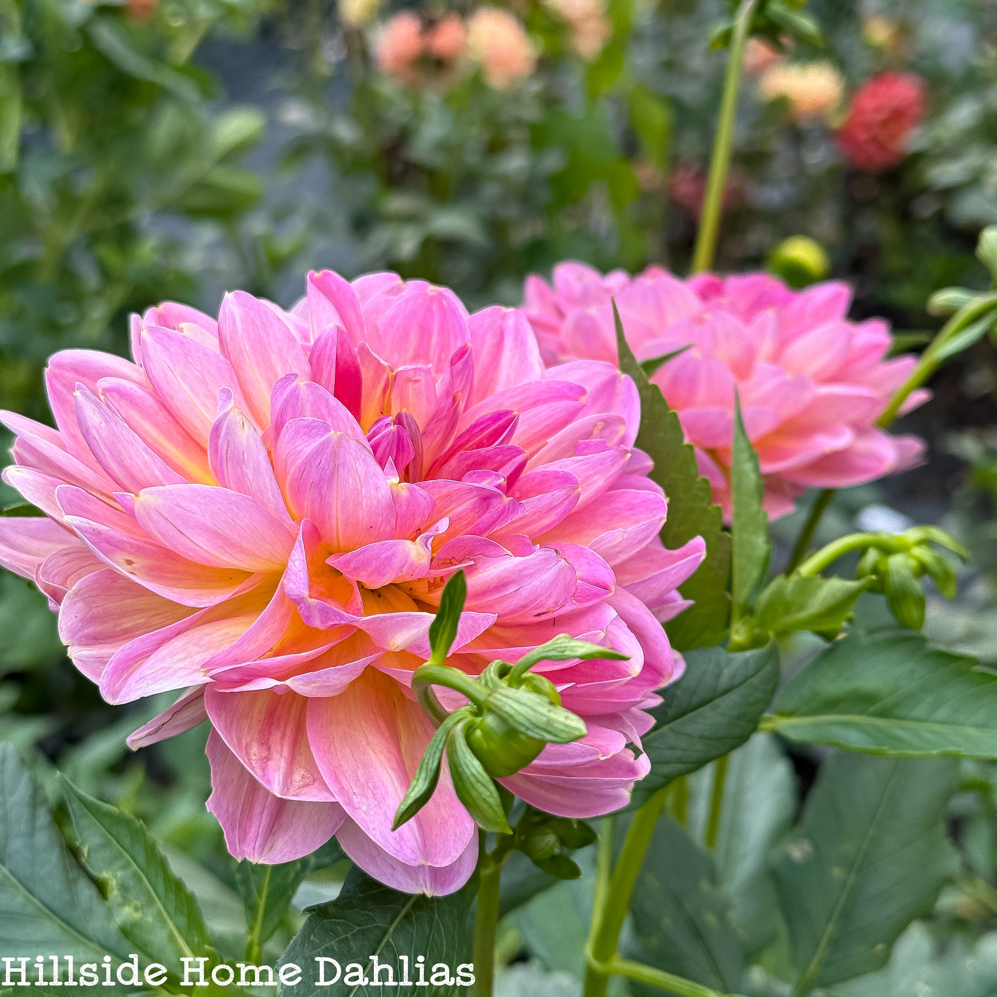 Hapet Old Charm Tuber – Hillside Home Dahlias