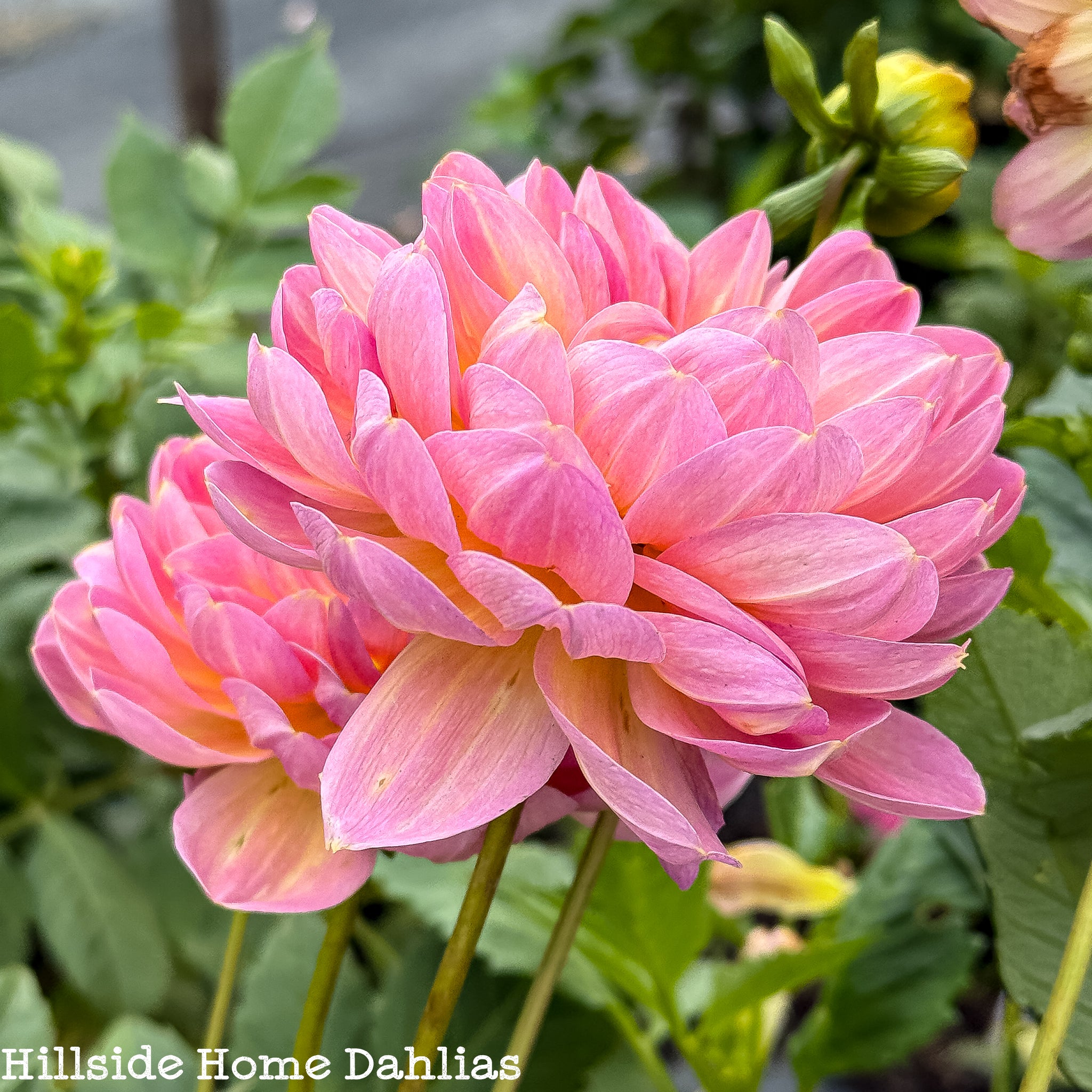 Hapet Old Charm Rooted Cutting – Hillside Home Dahlias