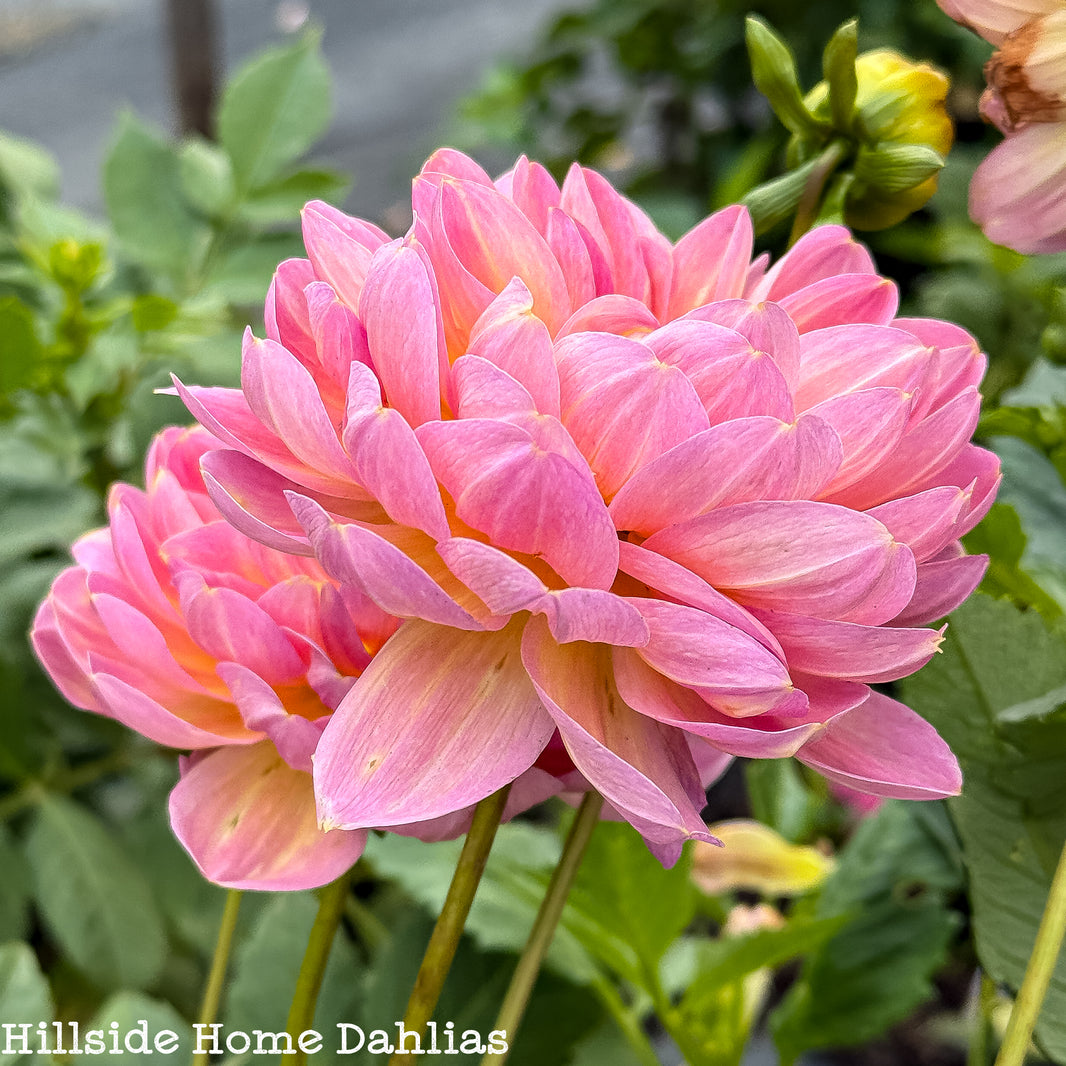 Rooted Cuttings- Sorted Alphabetically – Hillside Home Dahlias
