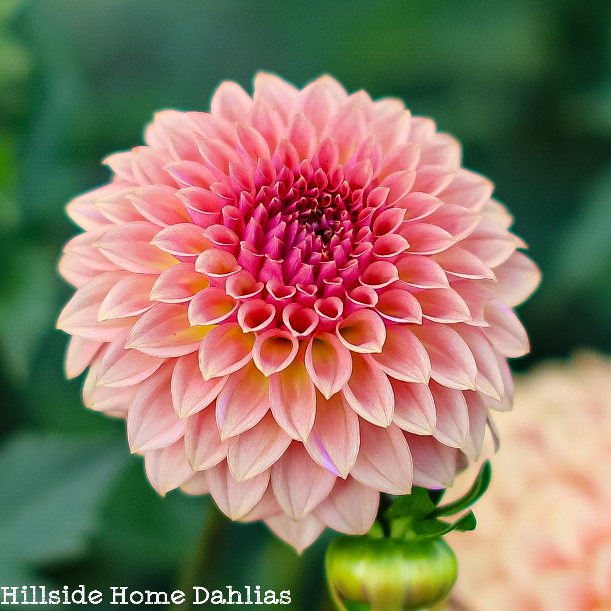 Levi’s Blue Smoke Tuber – Hillside Home Dahlias