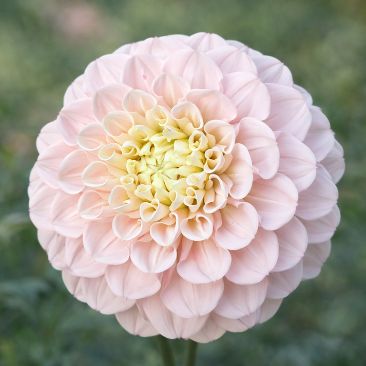 Levi's Revenant Rooted Cutting – Hillside Home Dahlias