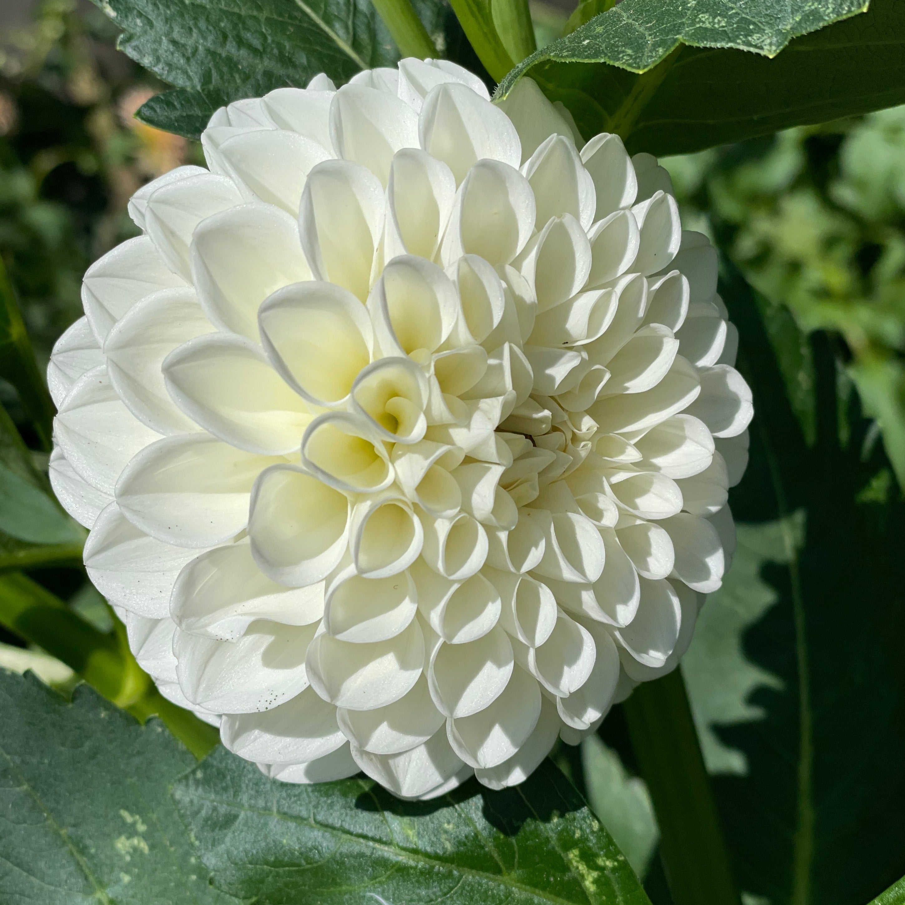 Boom Boom White – Hillside Home Dahlias