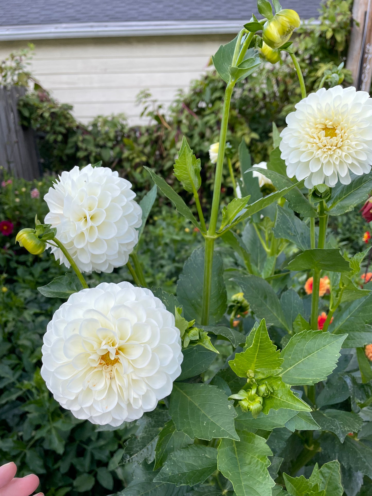 Boom Boom White – Hillside Home Dahlias
